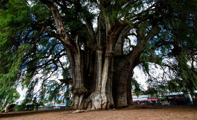 Around Oaxaca: Markets and Trees - These Foreign Roads Travel + Food